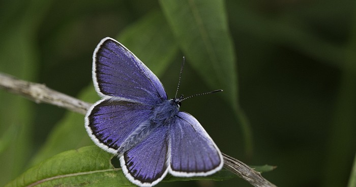 Prees Heath Common Reserve